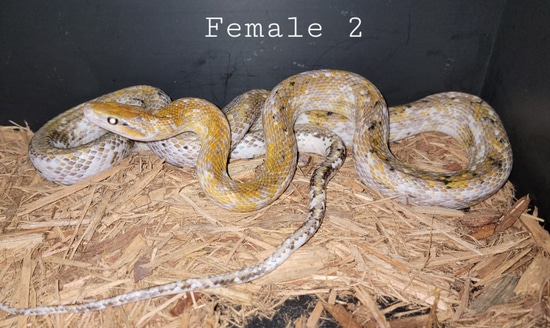 2022 Calico Chinese Beauty Snakes 1.2 Beauty Rat Snake by Aquatic N ...