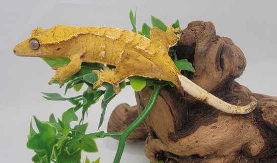Yellow Base Het Axanthic Crested Gecko by Aquatic N Exotic Inc.