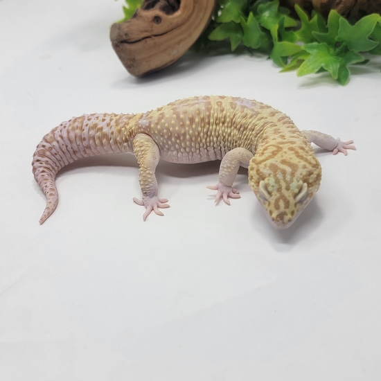 Super Giant RAPTOR 100% Het Diablo Blanco Leopard Gecko by Aquatic N ...