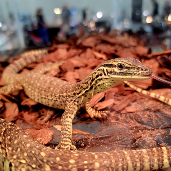 2024 CBB Argus Monitors Other Monitor by Aquatic N Exotic Inc.