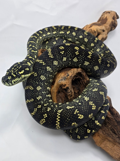 Diamond Python Diamond Carpet Python by Aquatic N Exotic Inc.