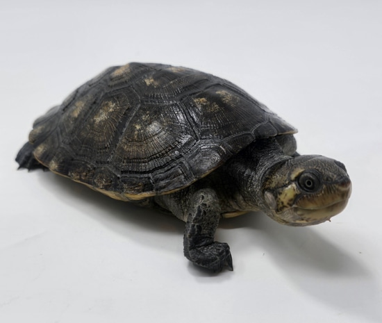 Madagascar Big Head Turtle More Turtle by Aquatic N Exotic Inc.