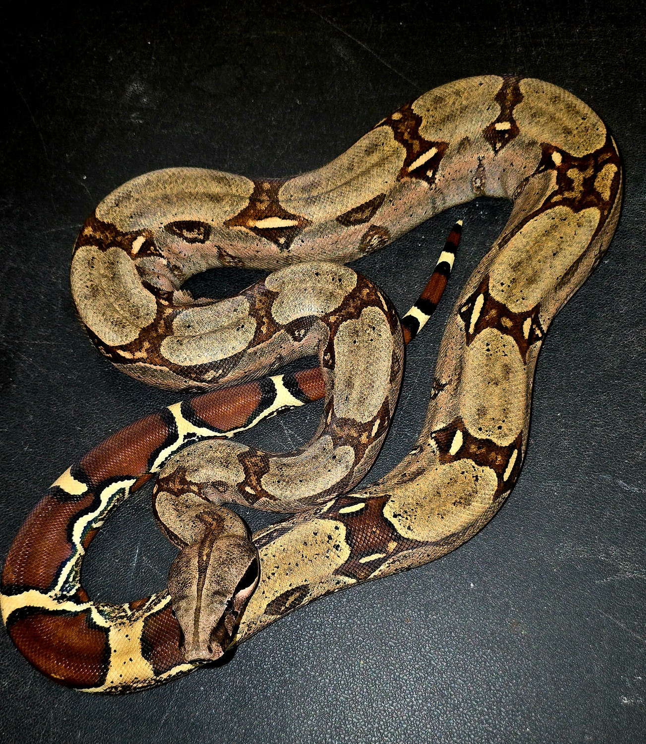 Colorful Guyana Boa Female