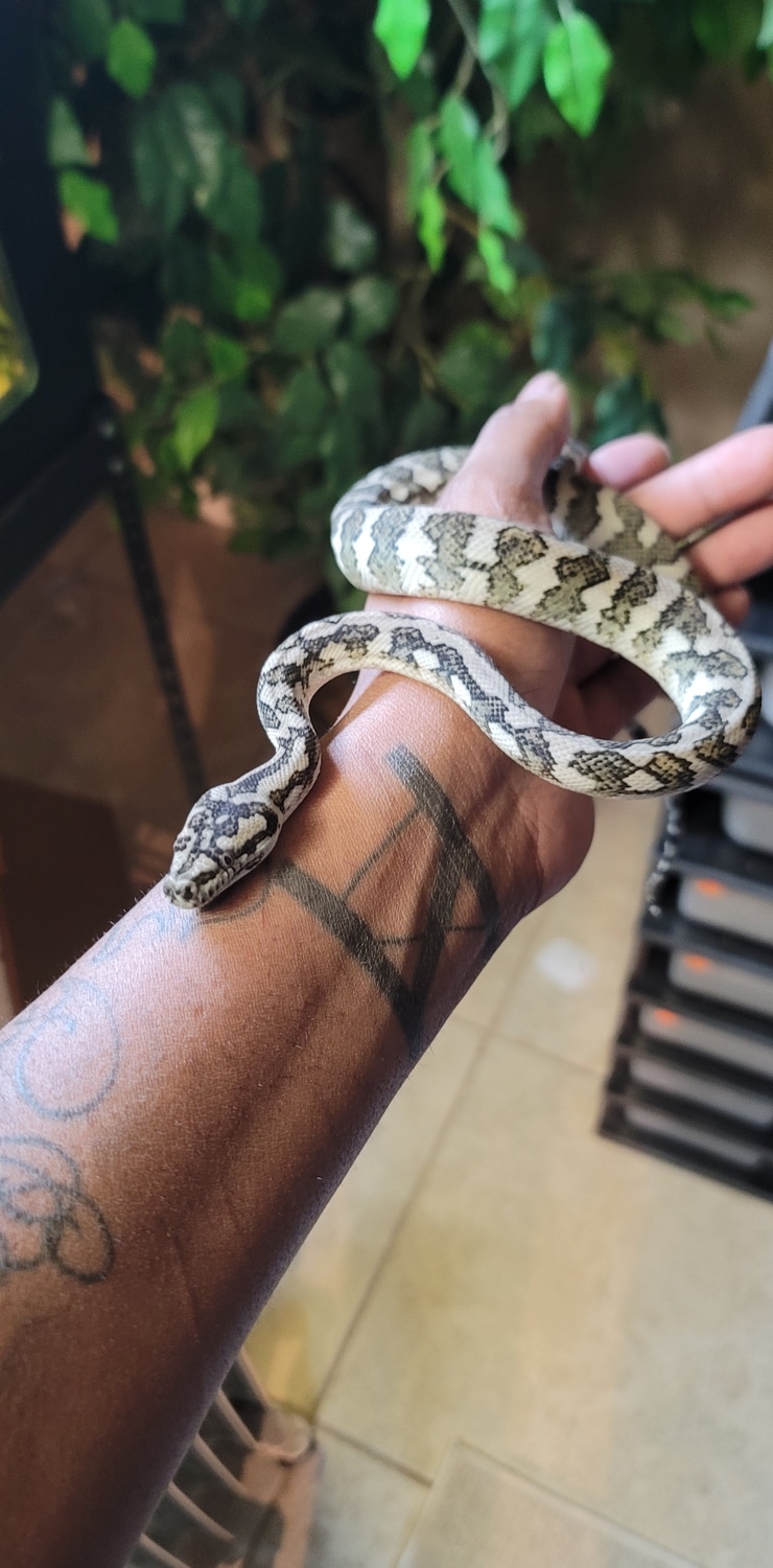 Caramel Axanthic Coastal Carpet Python by Hannibals Animals - MorphMarket