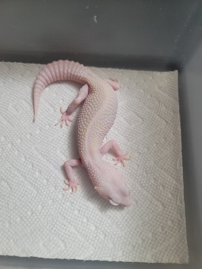 White Knight Poss Gem Snow & W&Y Leopard Gecko by Hannibals Animals