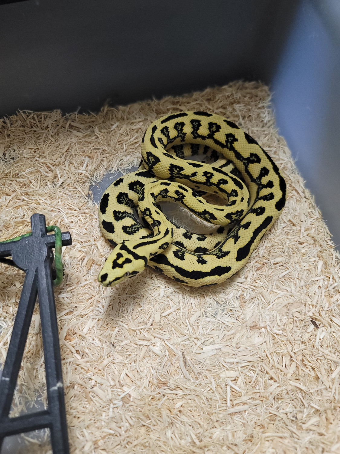 Gamma DJJ Jungle Carpet Python by Hannibals Animals - MorphMarket