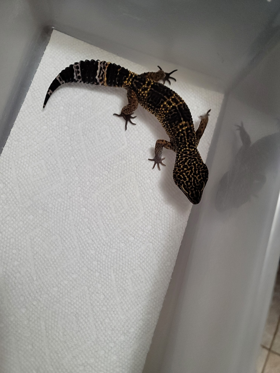 Black Knights Leopard Gecko by Hannibals Animals - MorphMarket