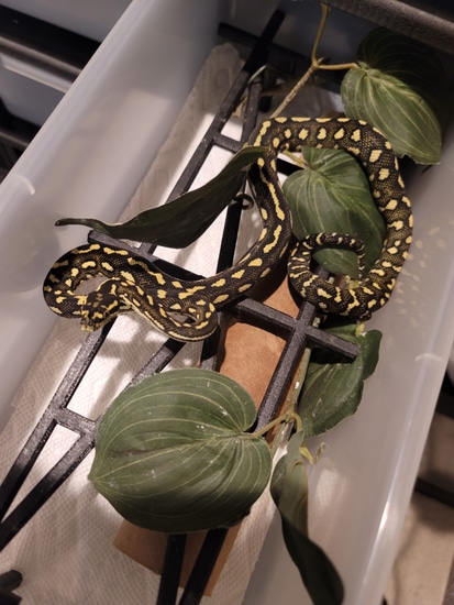 Gamma Diamond Jungle Jag Other Carpet Python by Hannibals Animals