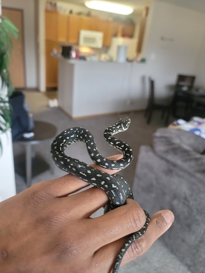 2022 Female Diamond Carpet Python by Hannibals Animals