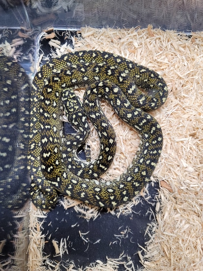SDZ/RBZ X GV Line Diamond Carpet Python by Hannibals Animals