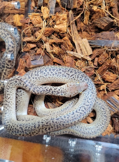 Granite Trio Spotted Python by Hannibals Animals