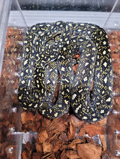 GV Line Diamond Carpet Python by Hannibals Animals