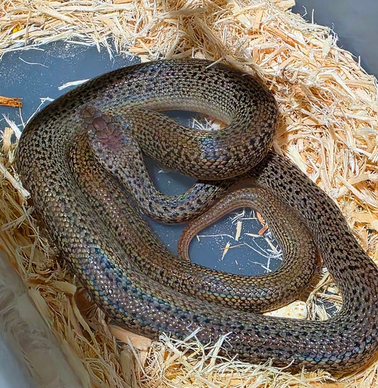 Granite Spotted Python by Hannibals Animals