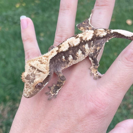 Black Based Male - Sostic Lines Crested Gecko by Dalightful Crested Geckos