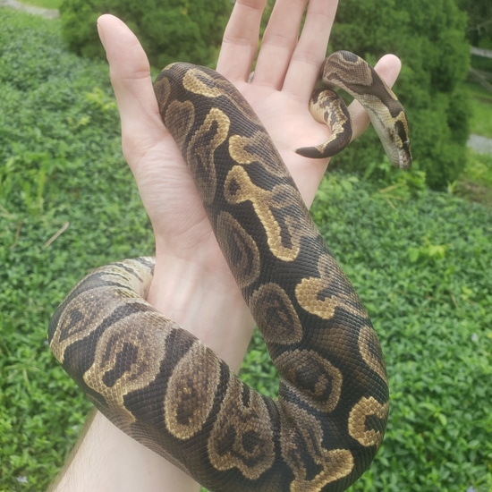 GHI Het Albino (Possible Chocolate) Ball Python by Reilly's Ranch