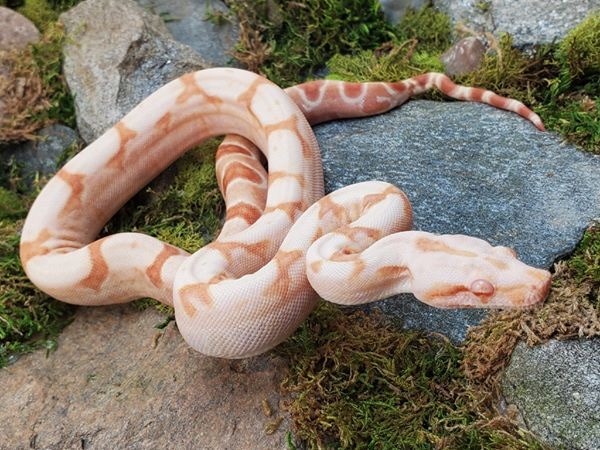 Purple Sharp Sunglow Jungle Boa Constrictor by AR Reptile House ...