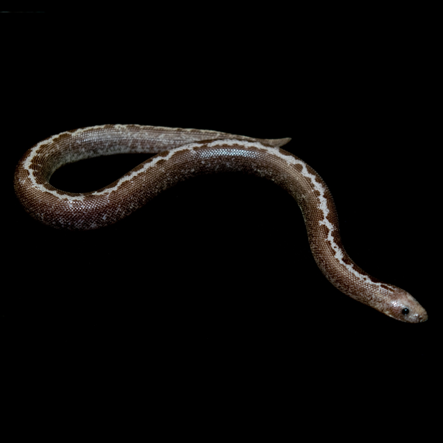 Anery Striped Kenyan Sand Boa by Arachnid Shop - MorphMarket