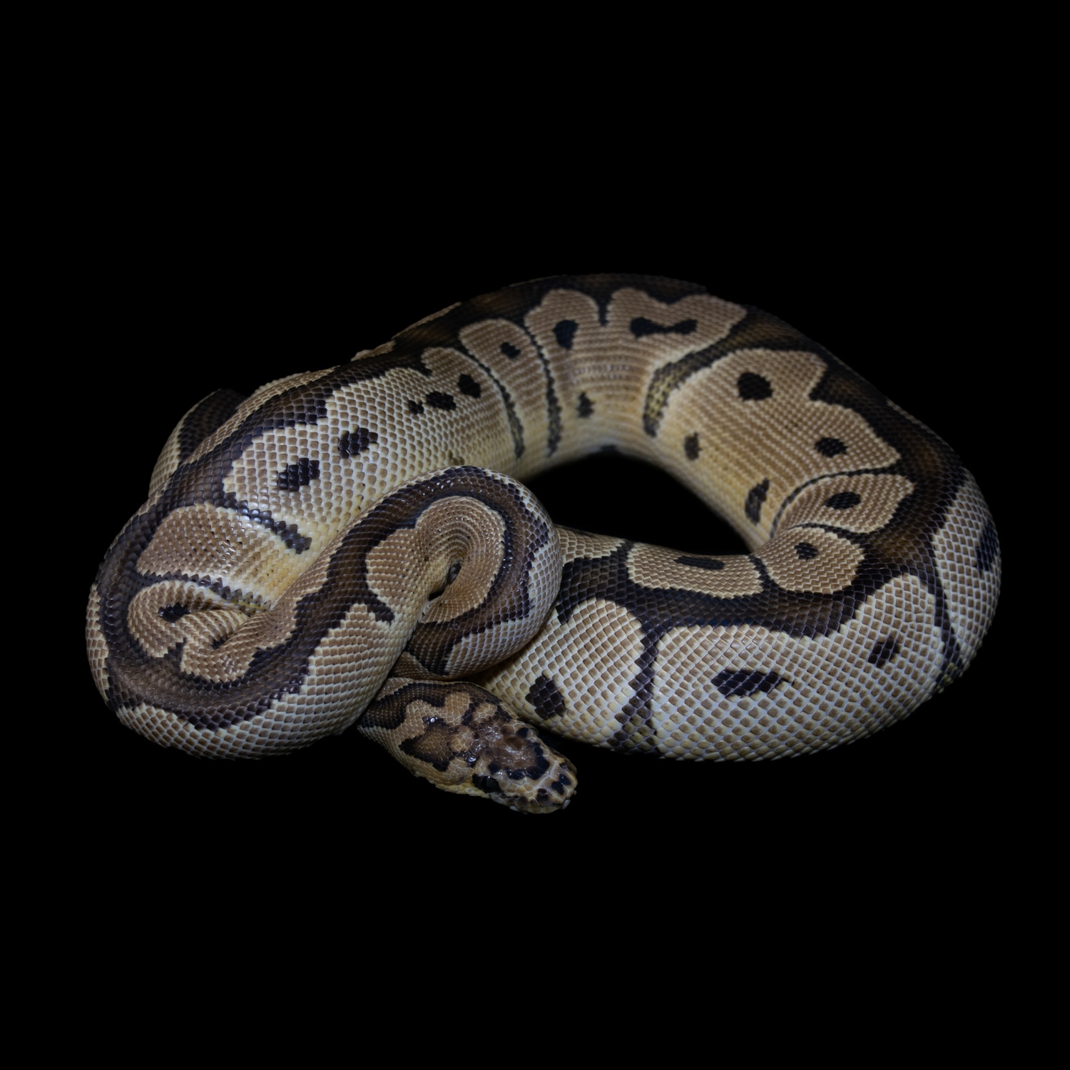RTB Clown Het VPI Axanthic Ball Python by Arachnid Shop - MorphMarket