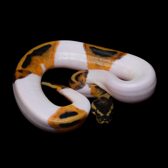 Normal Pied Ball Python by Arachnid Shop