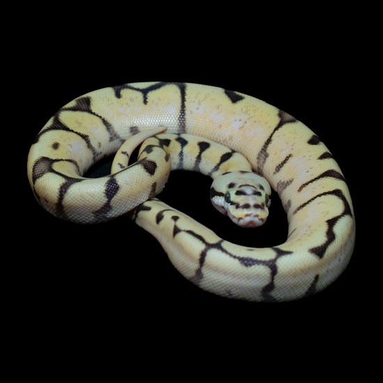 Killer Bee Calico Ball Python by Arachnid Shop