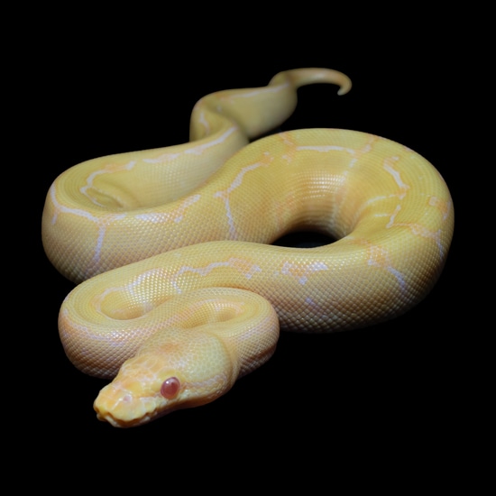 Albino Pinstripe 50% Het Pied Ball Python by Arachnid Shop
