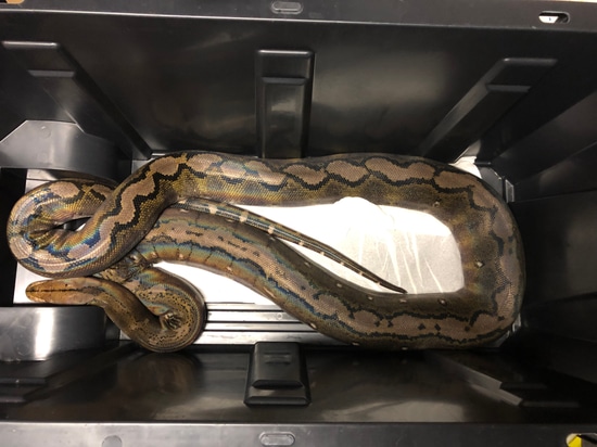 Adult Male Motley Retic (LOCAL PICKUP ONLY) Reticulated Python by BHpythons