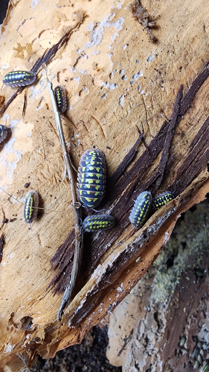 Armadillidium Gestroi(Yellow Spotted ) 35$ - 10ct Isopod by ...