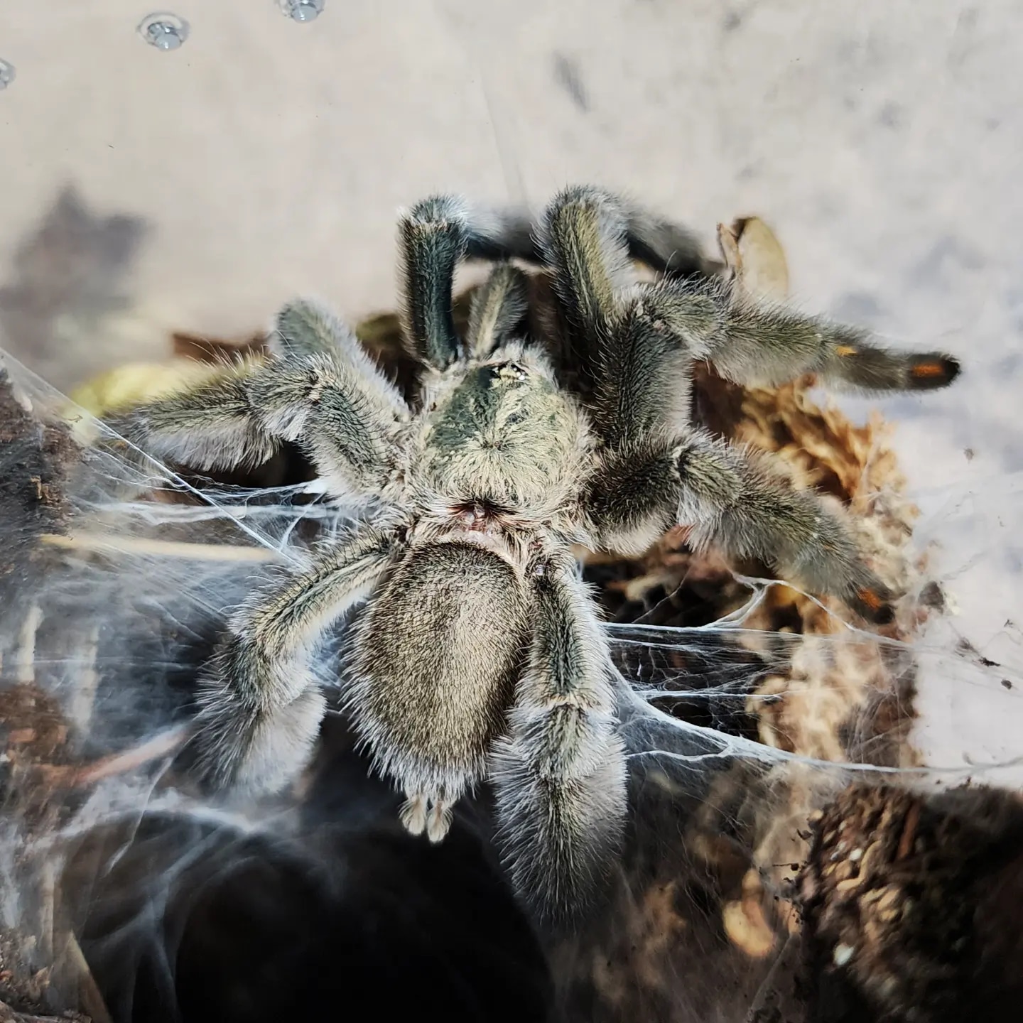 P. Cambridgei Tarantula by Arachnofriends - MorphMarket