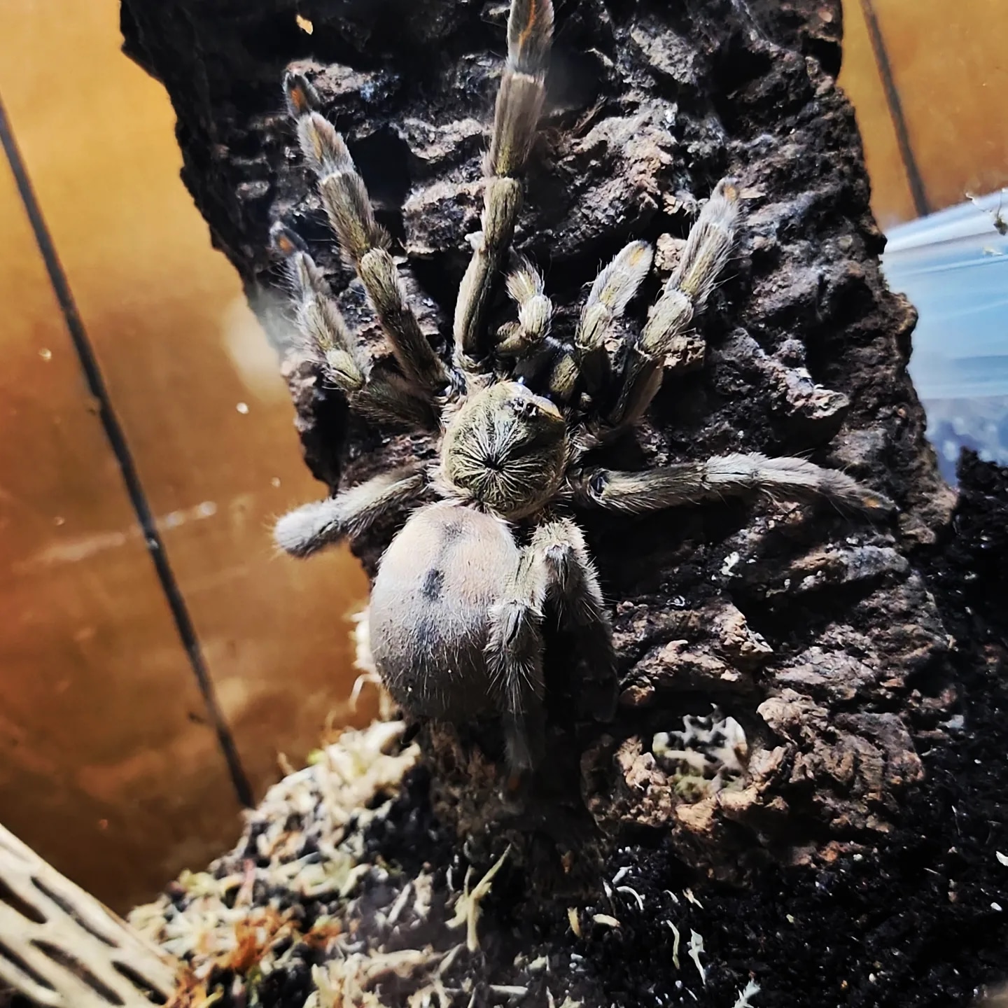 Psalmopoeus Cambridgei Tarantula by Arachnofriends - MorphMarket