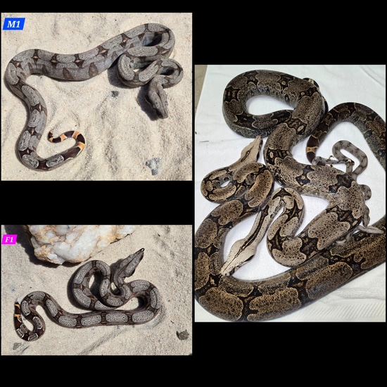 1.1 Bolivian Silverback Boas Short-Tailed Boa Constrictor by ARA Exotics