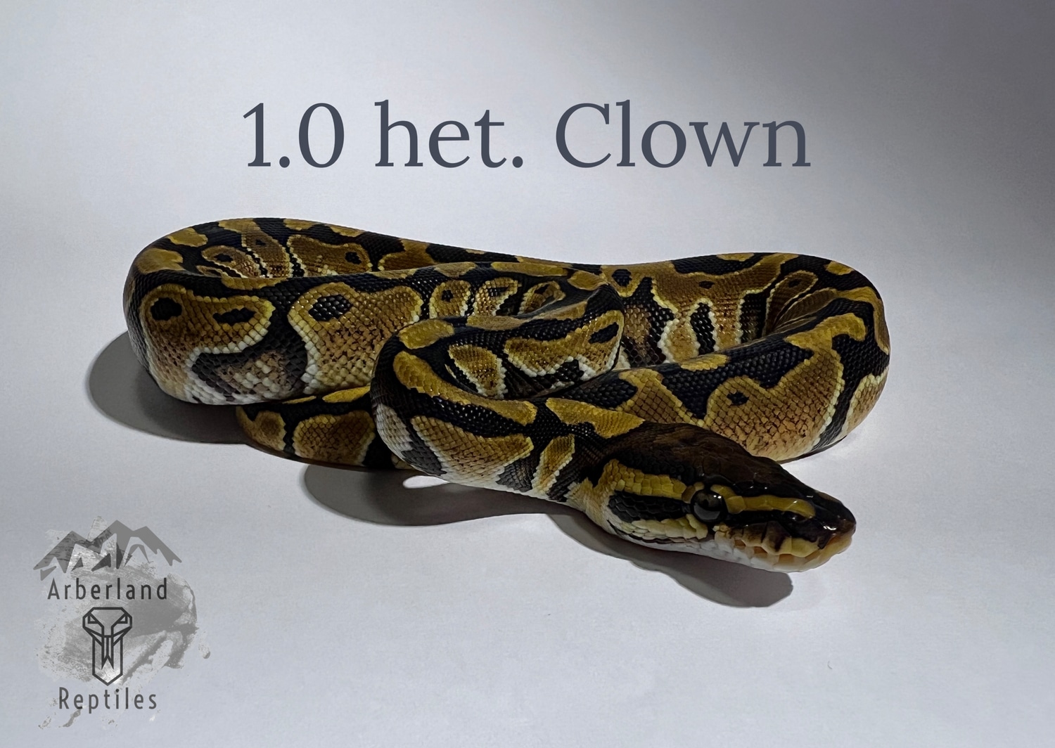 Het. Clown Ball Python by Arberland Reptiles - MorphMarket