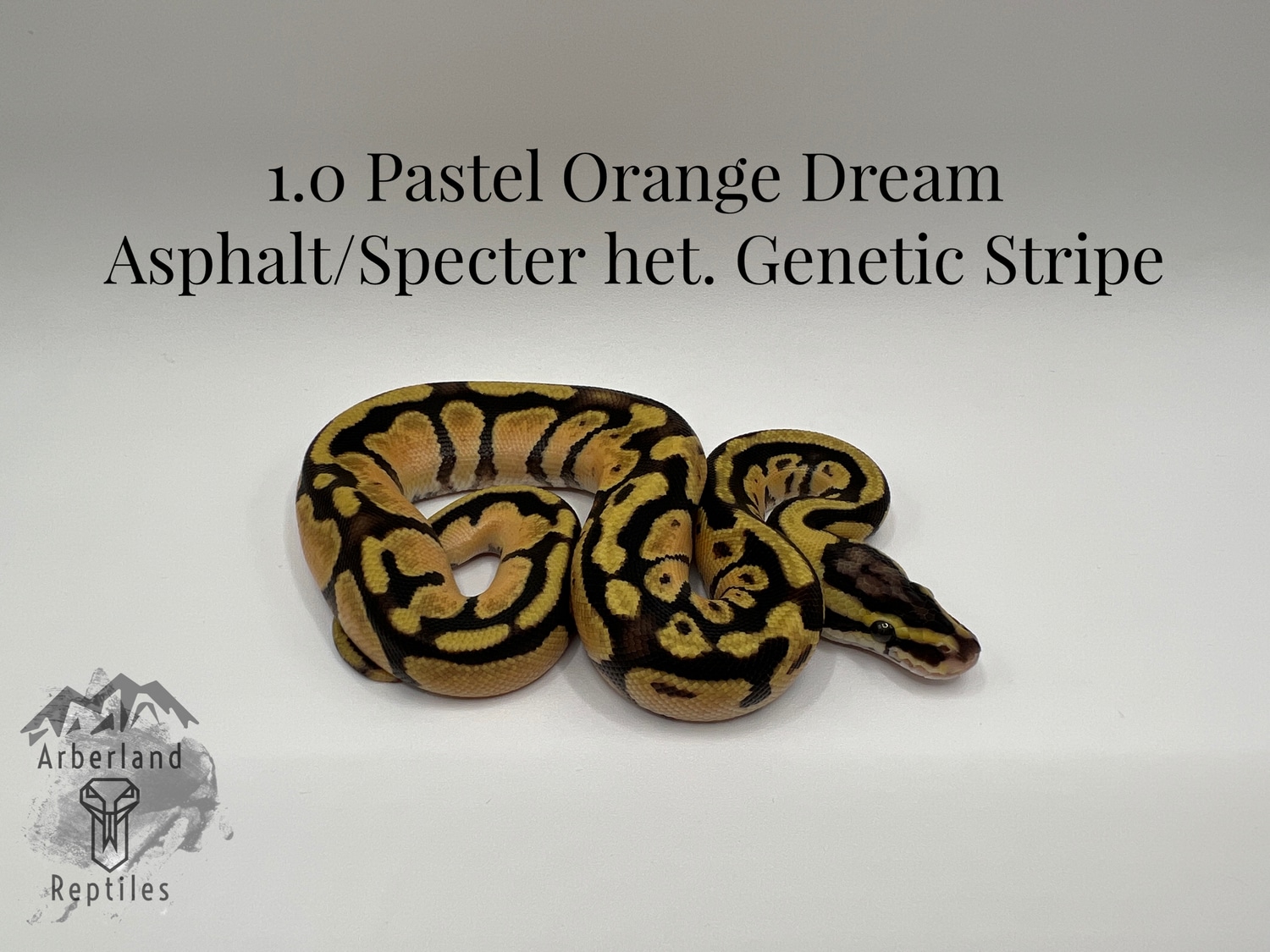 Pastel Orange Dream Asphalt/Specter Het Genetic Stripe Ball Python by ...