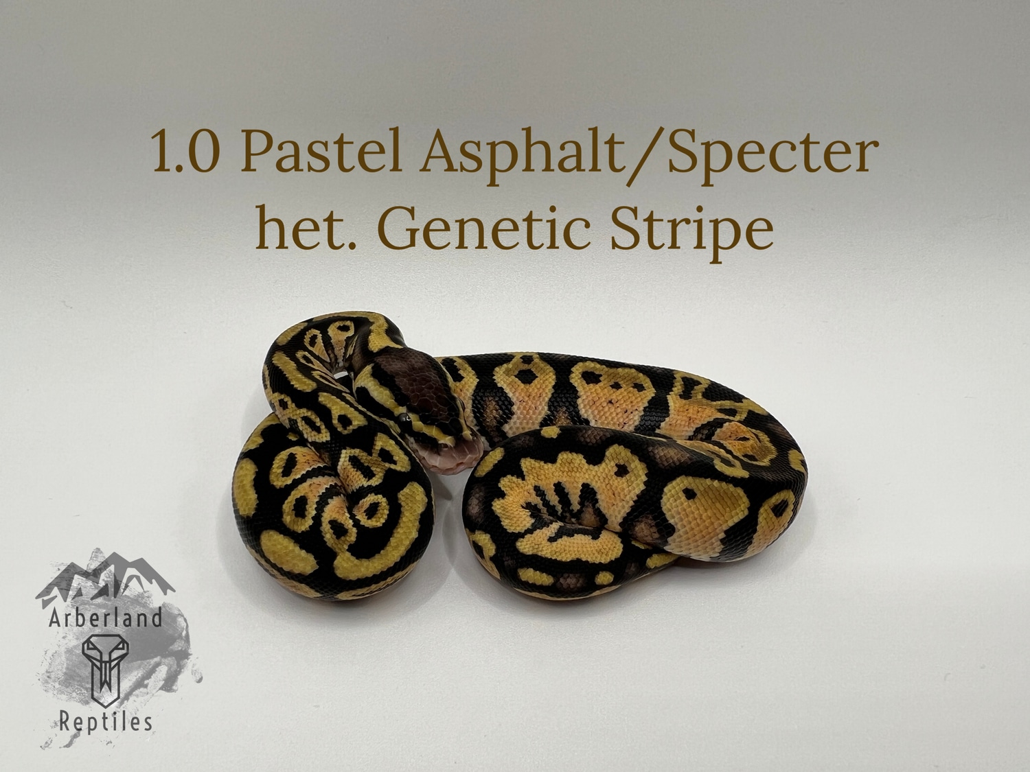 Pastel Asphalt/Specter Het Genetic Stripe Ball Python by Arberland ...