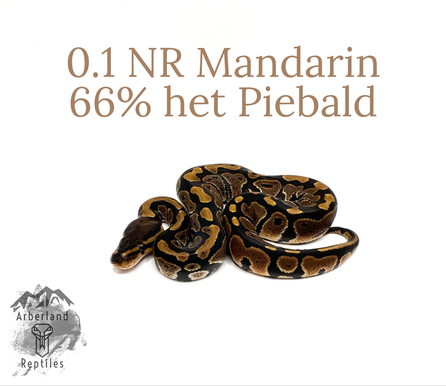 NR Mandarin 66% Het Piebald Ball Python by Arberland Reptiles - MorphMarket