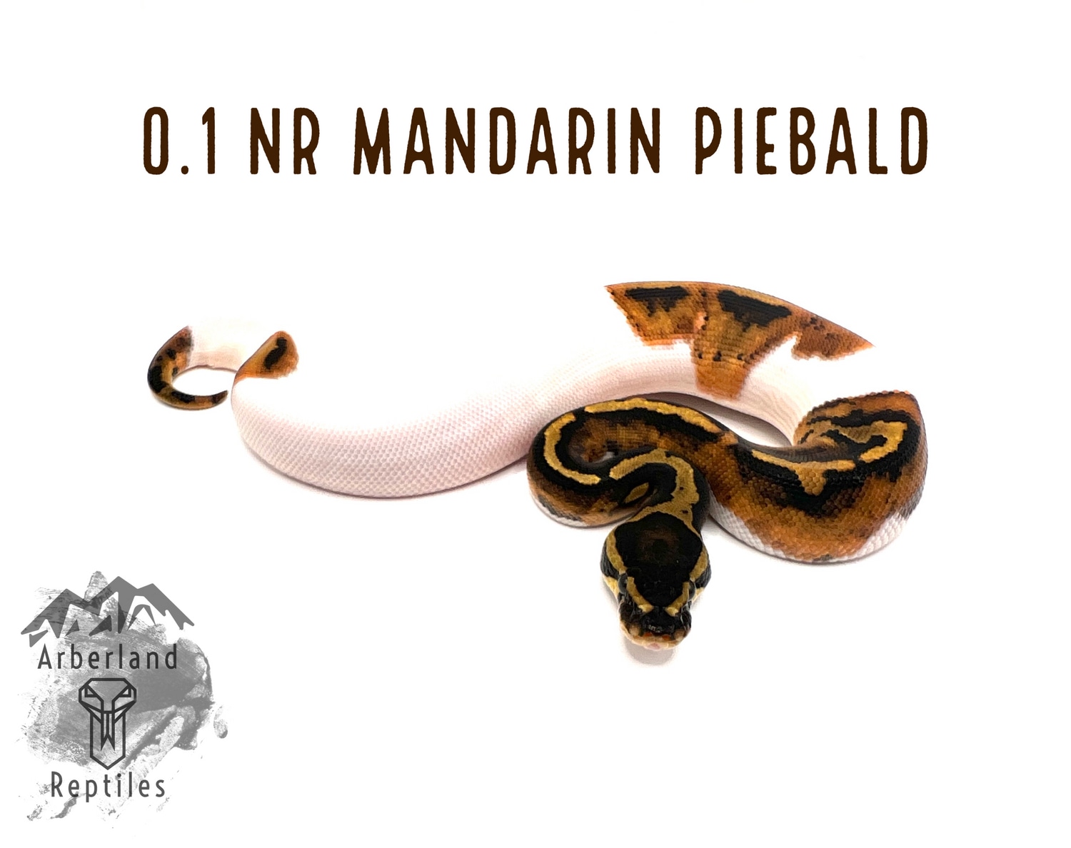 NR Mandarin Piebald Ball Python by Arberland Reptiles - MorphMarket