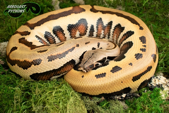 Goldeneye Het Tneg Blood Python by Arbogast Reptiles
