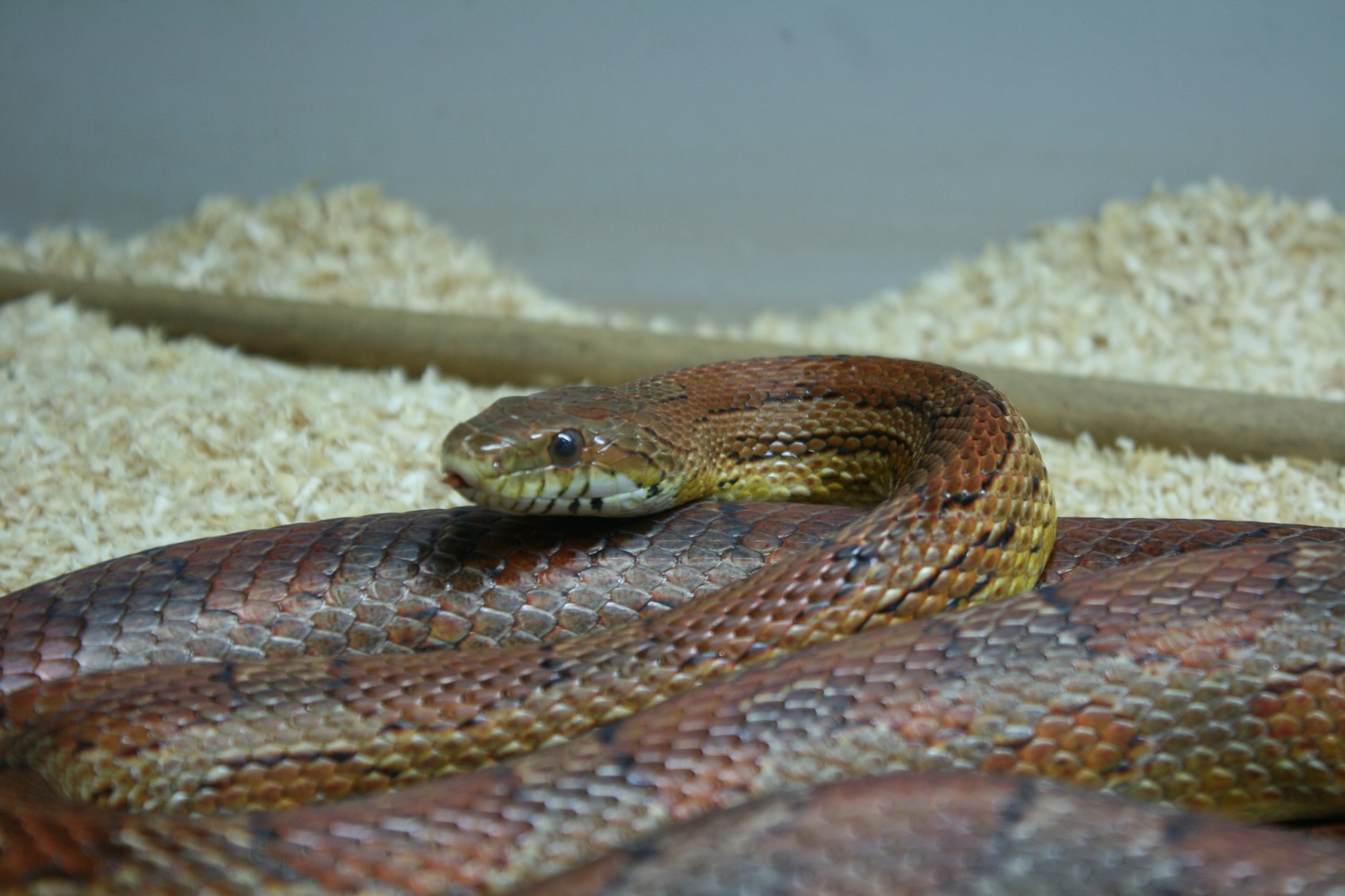Adult Male Corn Snake by ARC Exotics - MorphMarket