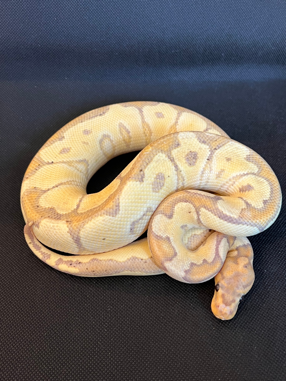 Mojave Clown Banana Pastel Ball Python by ARC Reptiles - MorphMarket