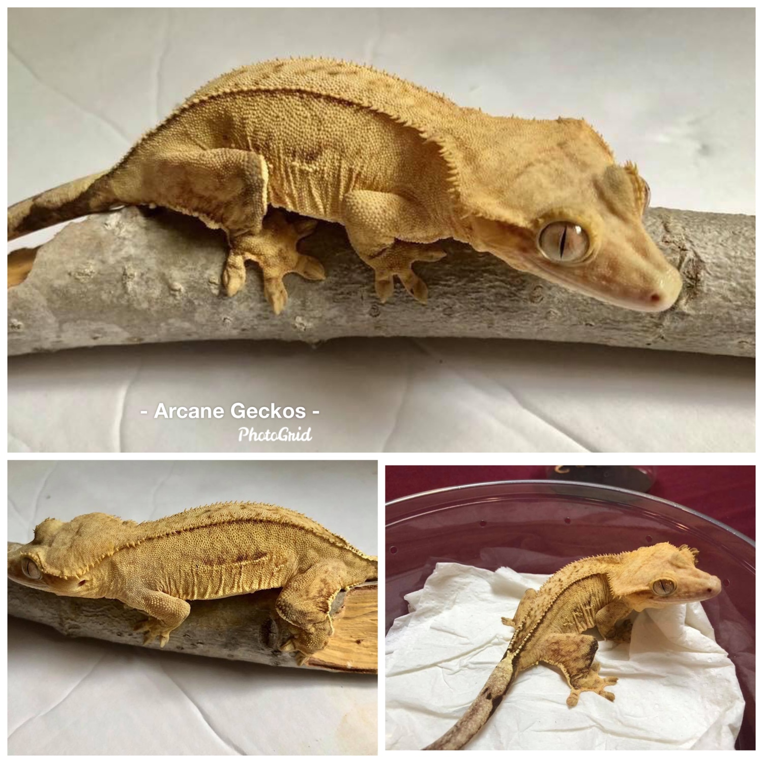Yellow Reverse Pinstripe Crested Gecko by Arcane Geckos - MorphMarket
