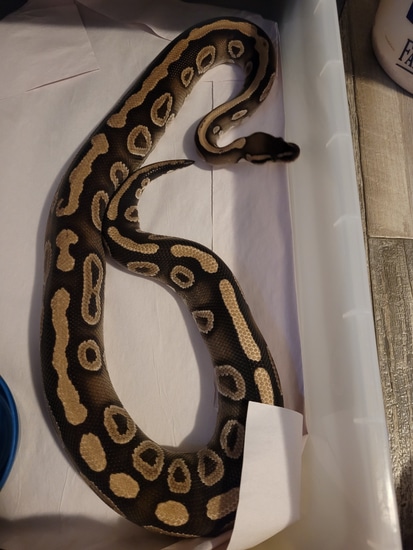 Mojave Ball Python by Jesse James Ball Pythons