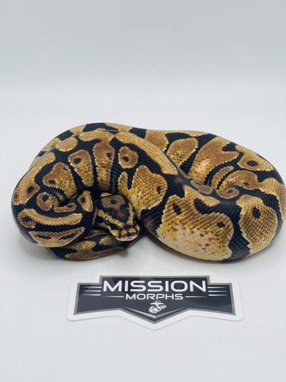 Enchi Spotnose Poss Calico 100% Double Het VPI Axanthic Pied Ball ...