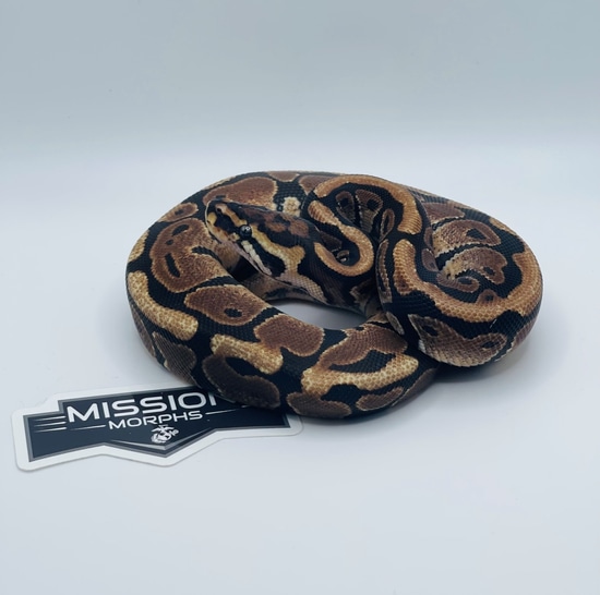Spotnose 100% Double Het VPI Axanthic Pied Ball Python by Mission Morphs