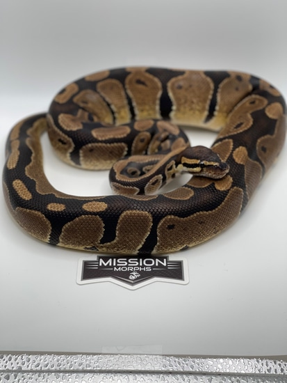 Normal 100% Het Pied (Poss Het Albino Clown) Ball Python by Mission Morphs