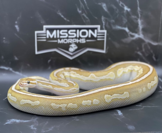 Cinnamon Lesser 100% Het Pied (Poss DH Albino Clown) Ball Python by ...