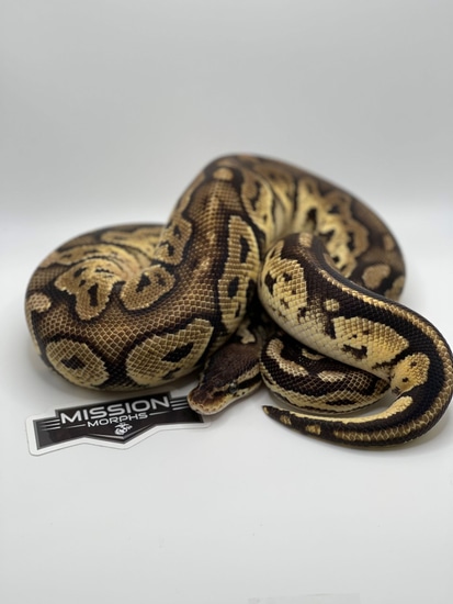 Pastel Bongo Ball Python by Mission Morphs