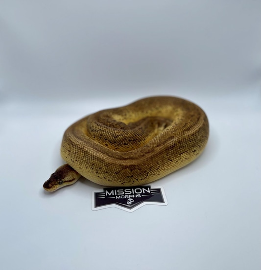Bongo Pastel Pinstripe Ball Python by Mission Morphs