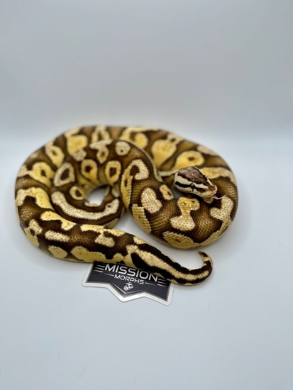 Fire Pastel Yellow Belly 100% Het Clown Ball Python by Mission Morphs
