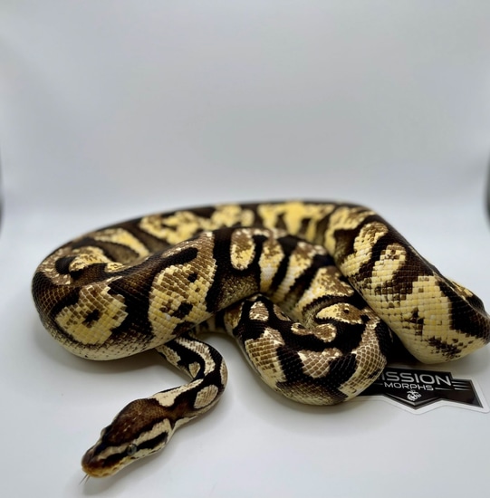 Calico Pastel Ball Python by Mission Morphs