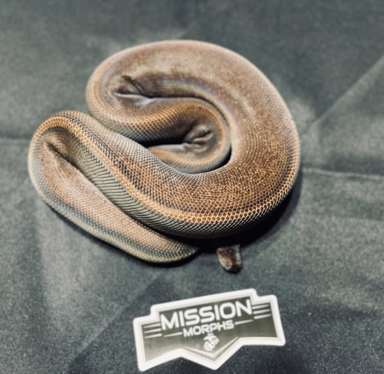 Super Mahogany Ball Python by Mission Morphs