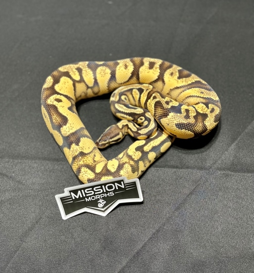 Enchi Orange Dream Pastel Yellow Belly RTB Ball Python by Mission Morphs